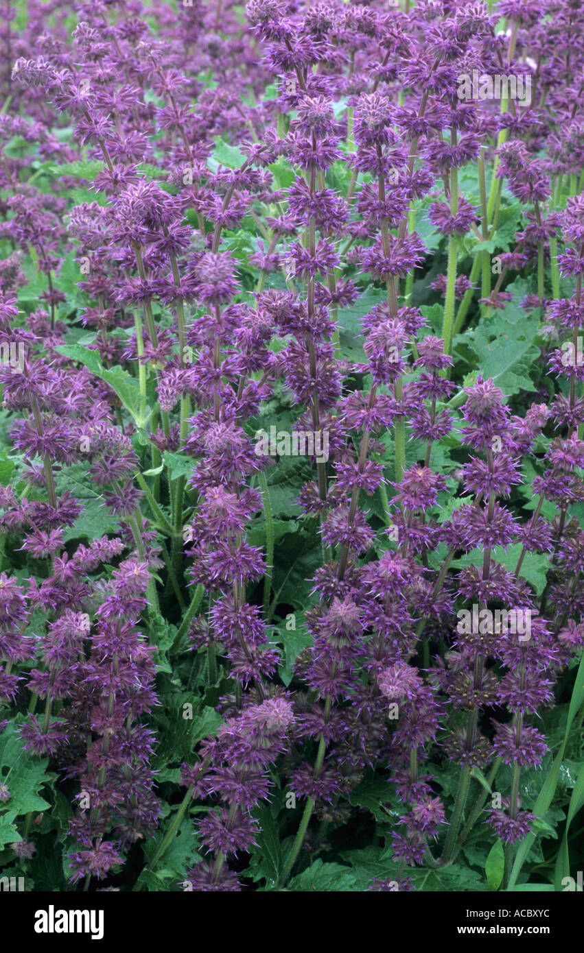 Salvia verticillata 'Purple Rain', Sage, purple flowers Stock Photo - Alamy
