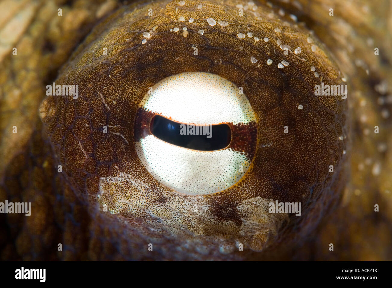 Eye of Common Sydney Octopus, Octopus tetricus. Also known as the ...