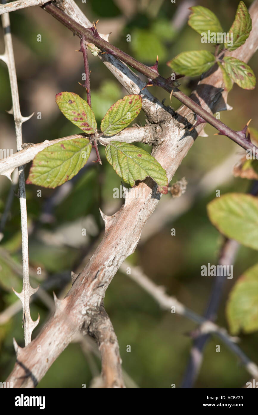 Bramble thorn hedgerow hi-res stock photography and images - Alamy