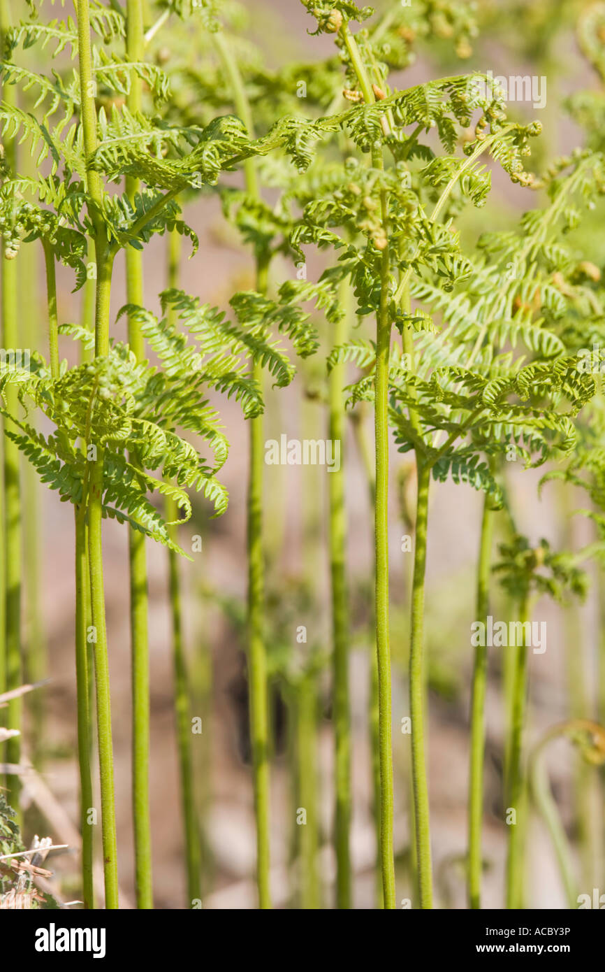 Ferns in spring Stock Photo - Alamy