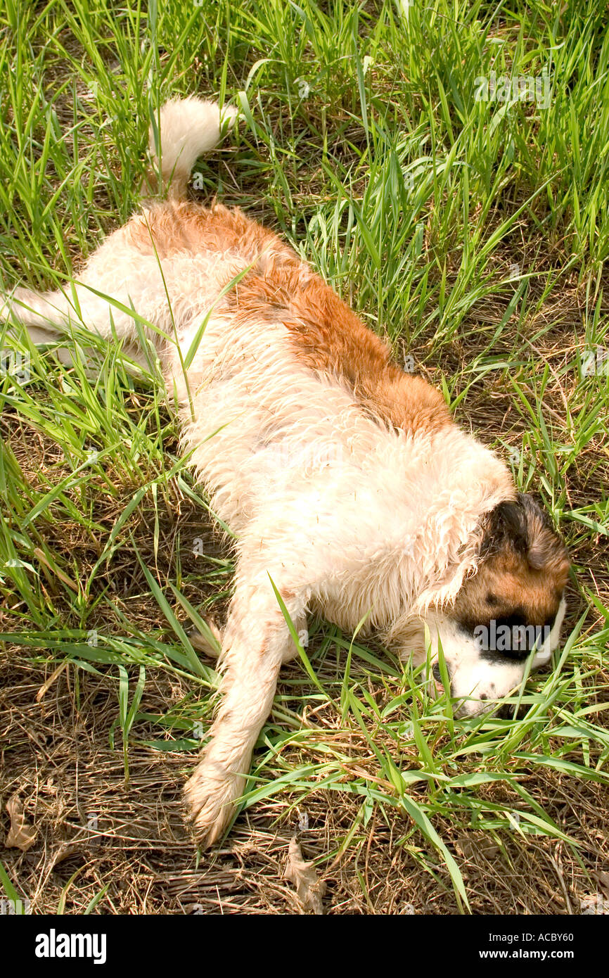 2 sleeping dogs hi-res stock photography and images - Alamy