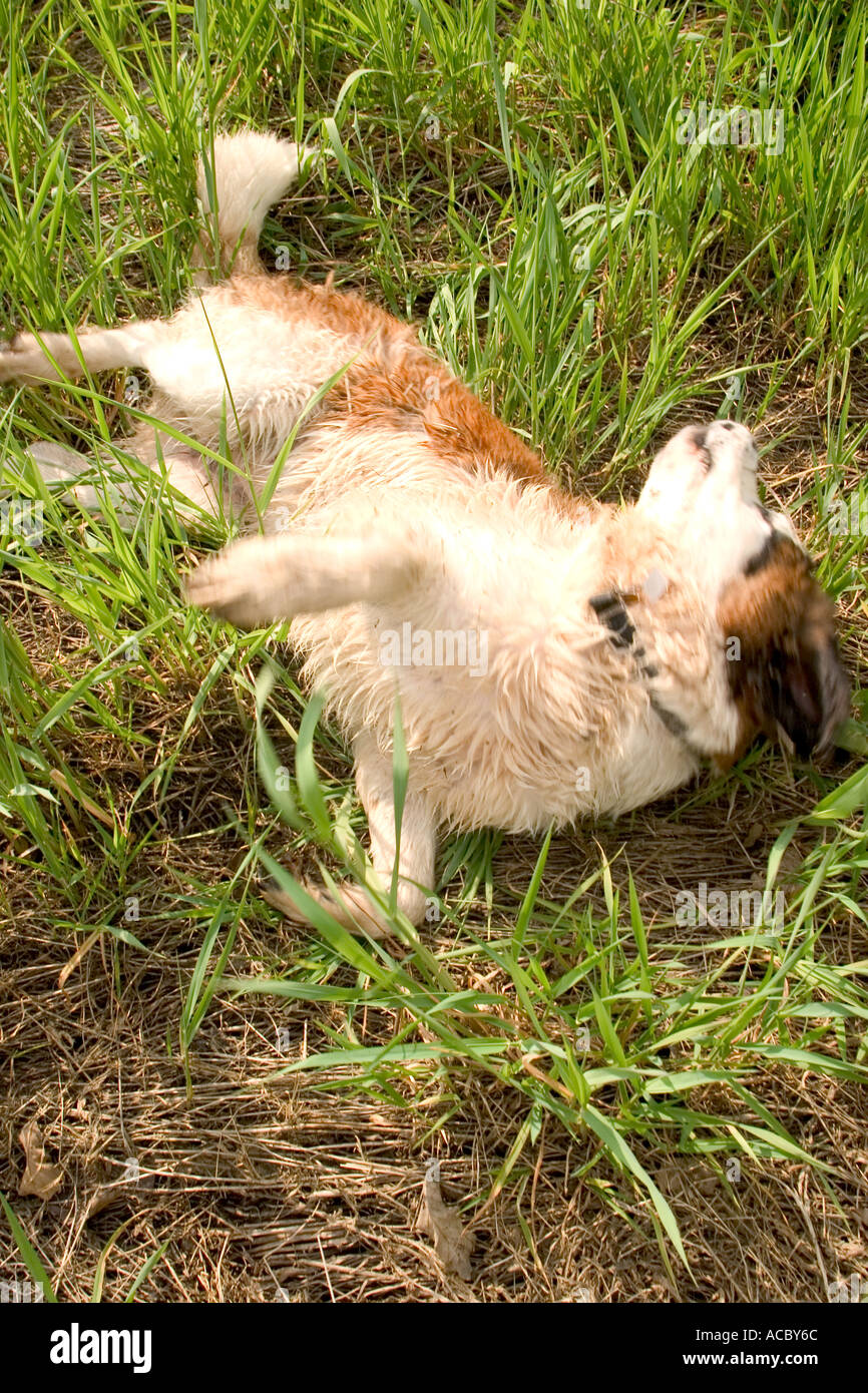 Sleeping Dog 3 Stock Photo - Alamy