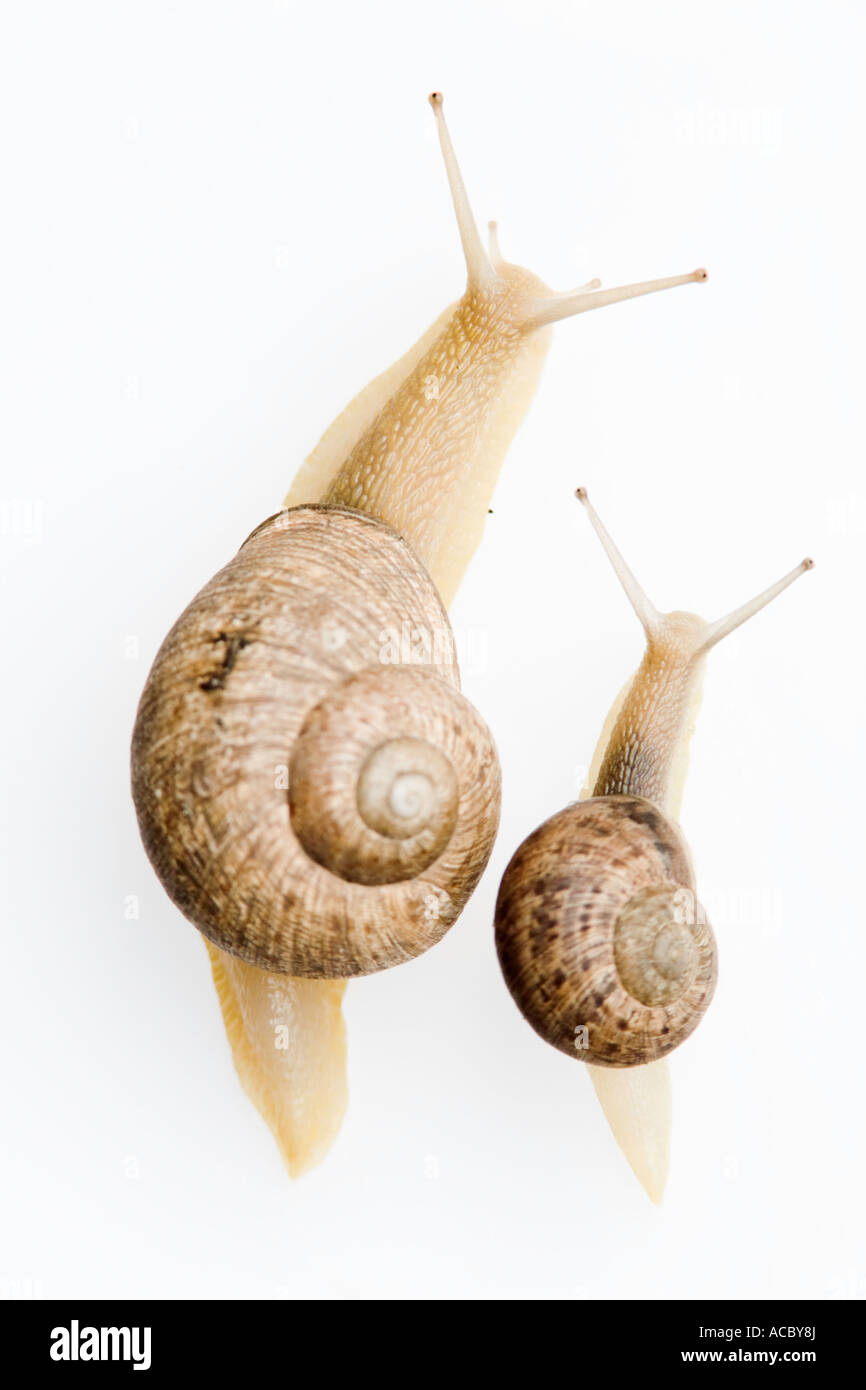 Snails pest Cut Out Stock Images & Pictures - Alamy
