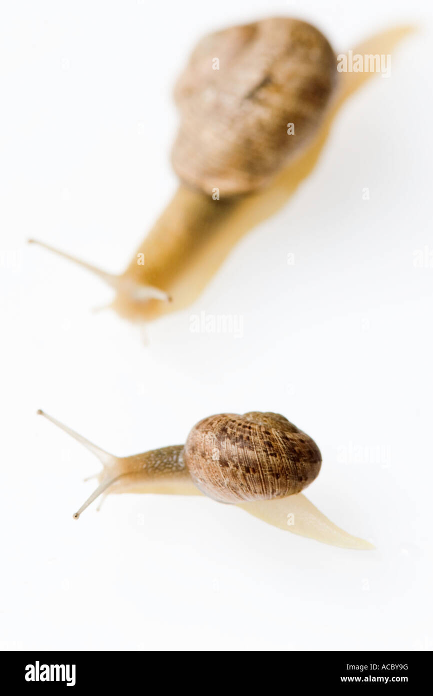 Snails pest Cut Out Stock Images & Pictures - Alamy