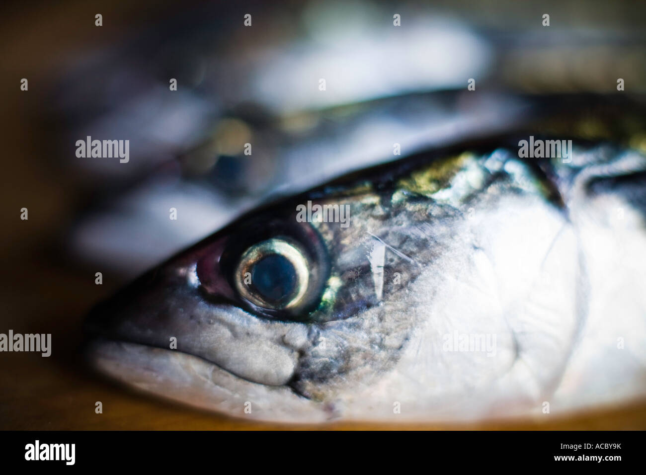 Scaley fish hi-res stock photography and images - Alamy