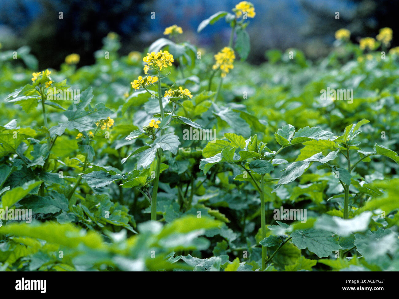 Sinapis alba bloom hi-res stock photography and images - Alamy