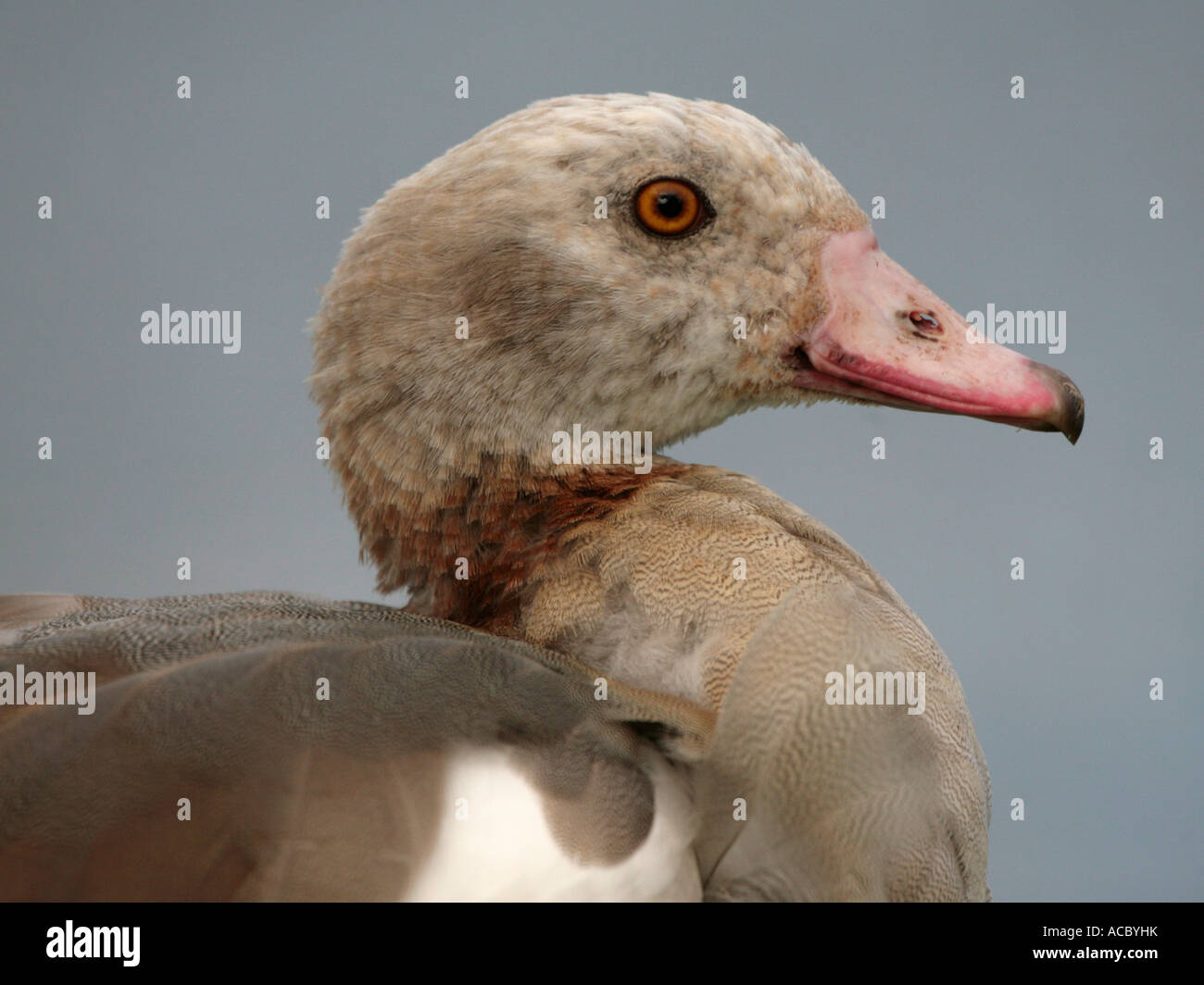 Pink bill duck hi-res stock photography and images - Alamy