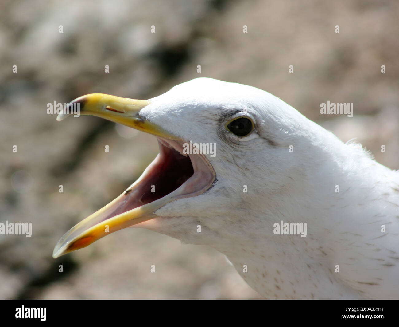 A seagull calling, shouting a warning Stock Photo - Alamy
