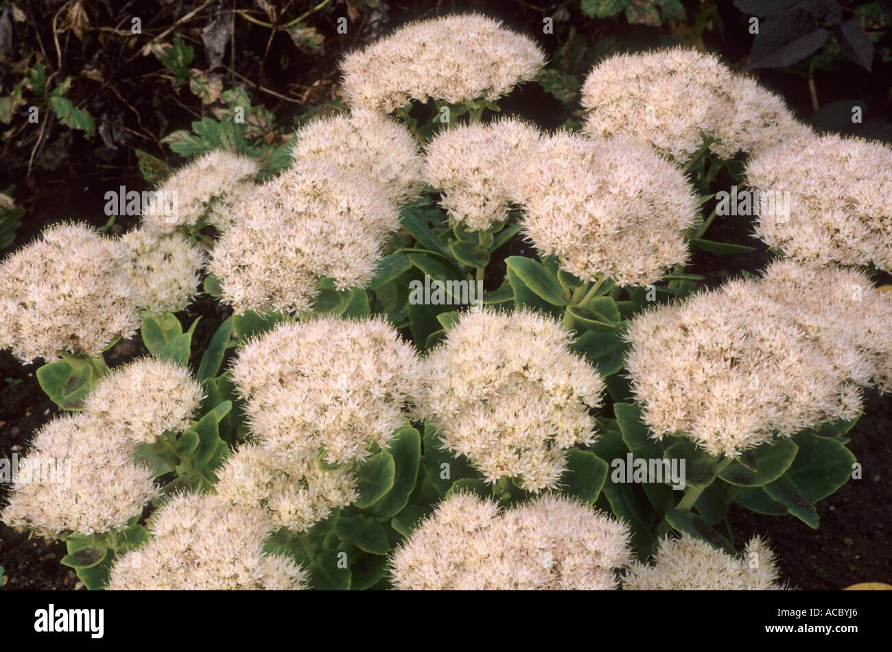 Sedum spectabile 'Iceberg' Stock Photo - Alamy