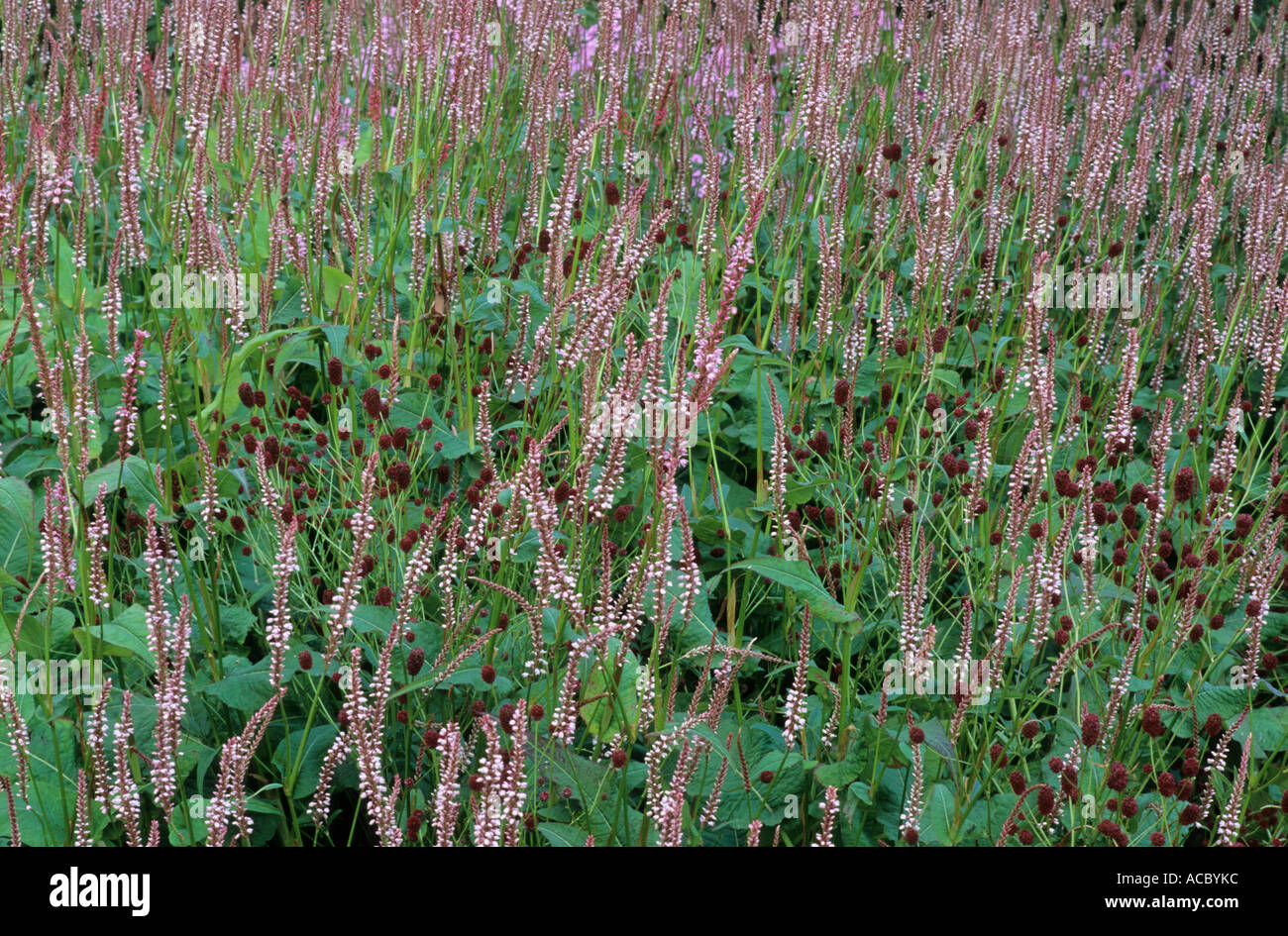 Persicaria amplexicaulis rosea and sanguisorba hi-res stock photography ...