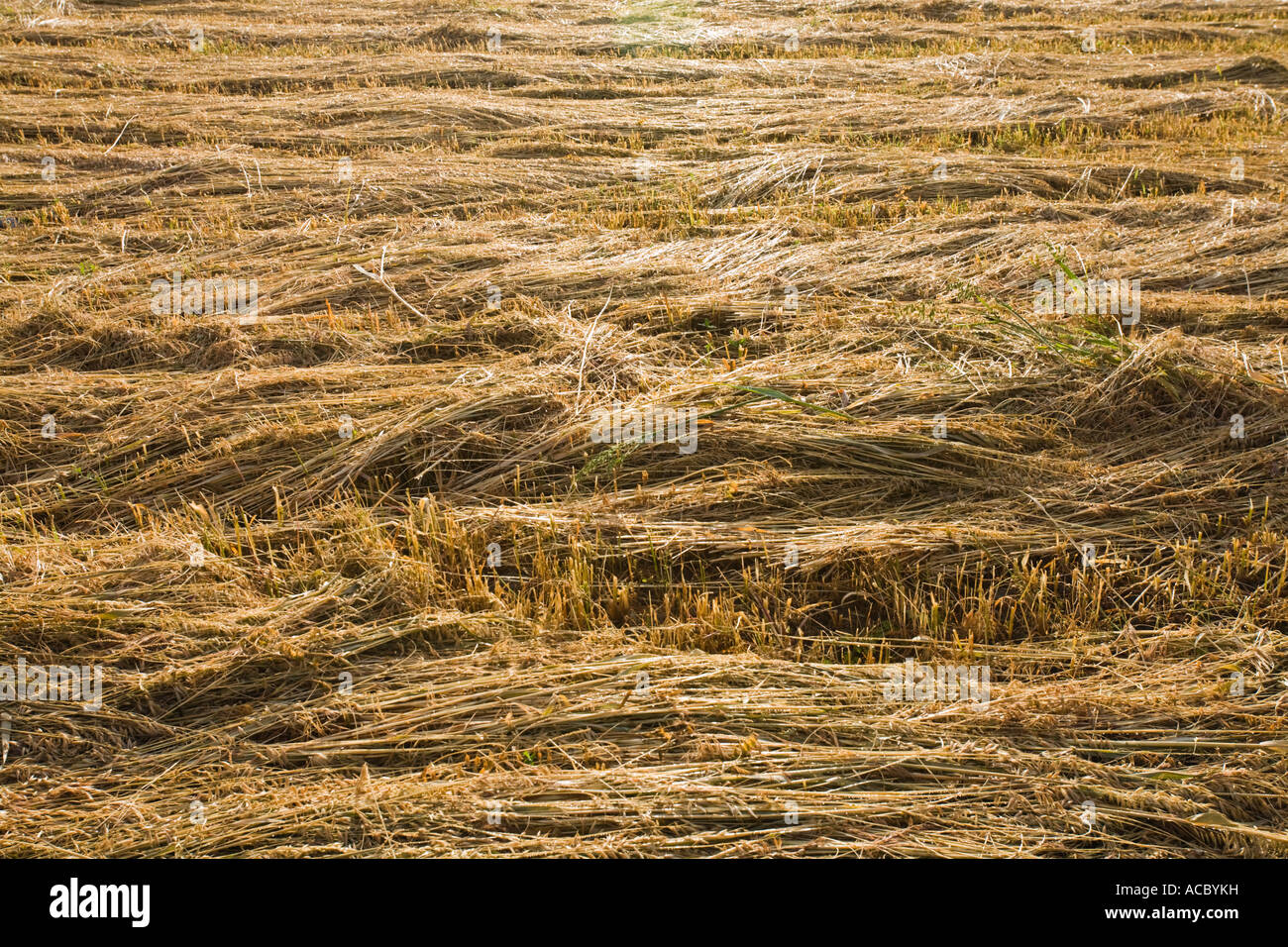 Field of straw Stock Photo - Alamy