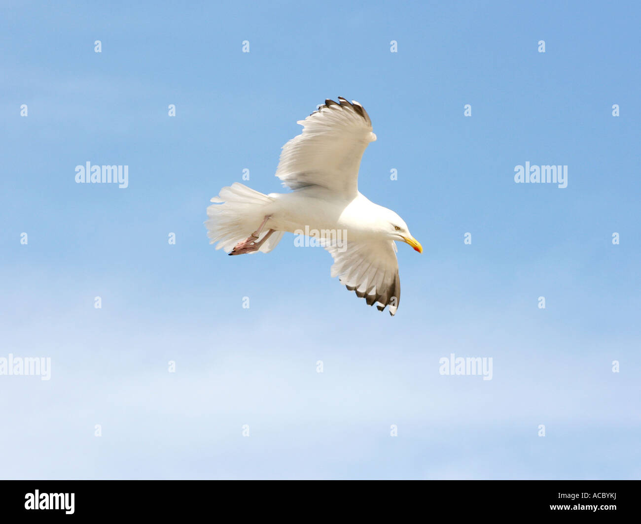A seagull flying against across a blue sky Stock Photo - Alamy