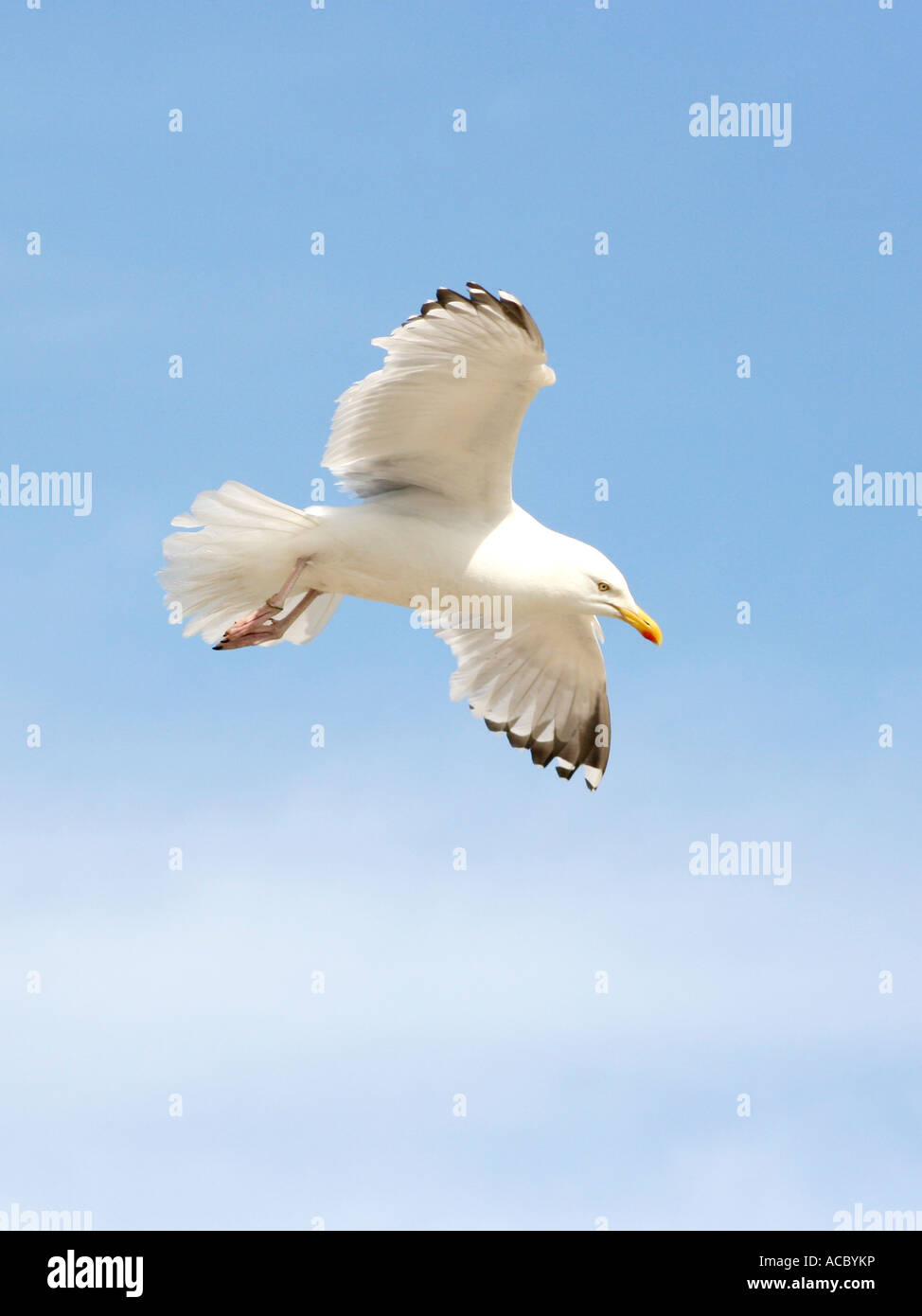 A seagull flying against across a blue sky Stock Photo - Alamy