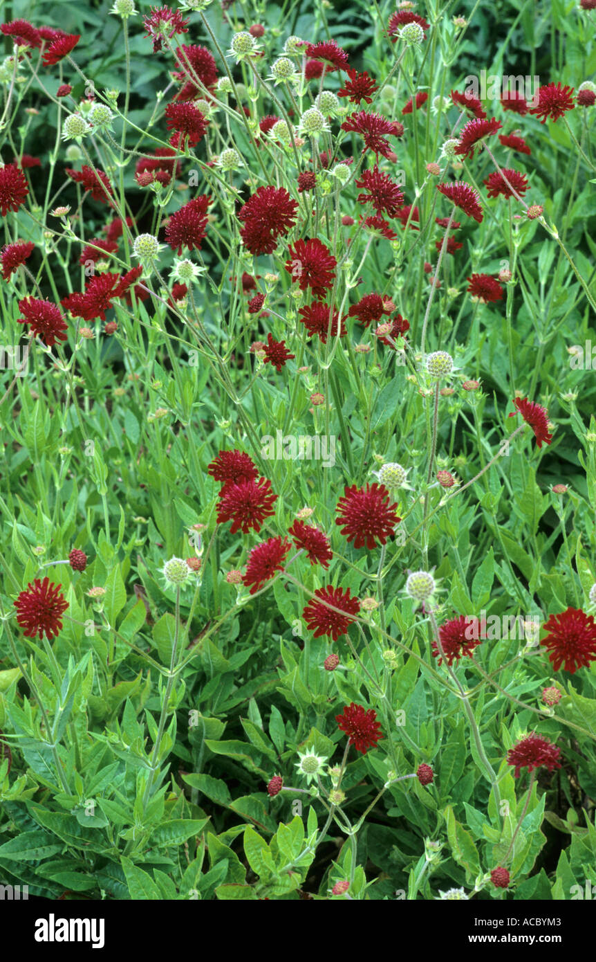 Knautia macedonia hi-res stock photography and images - Alamy