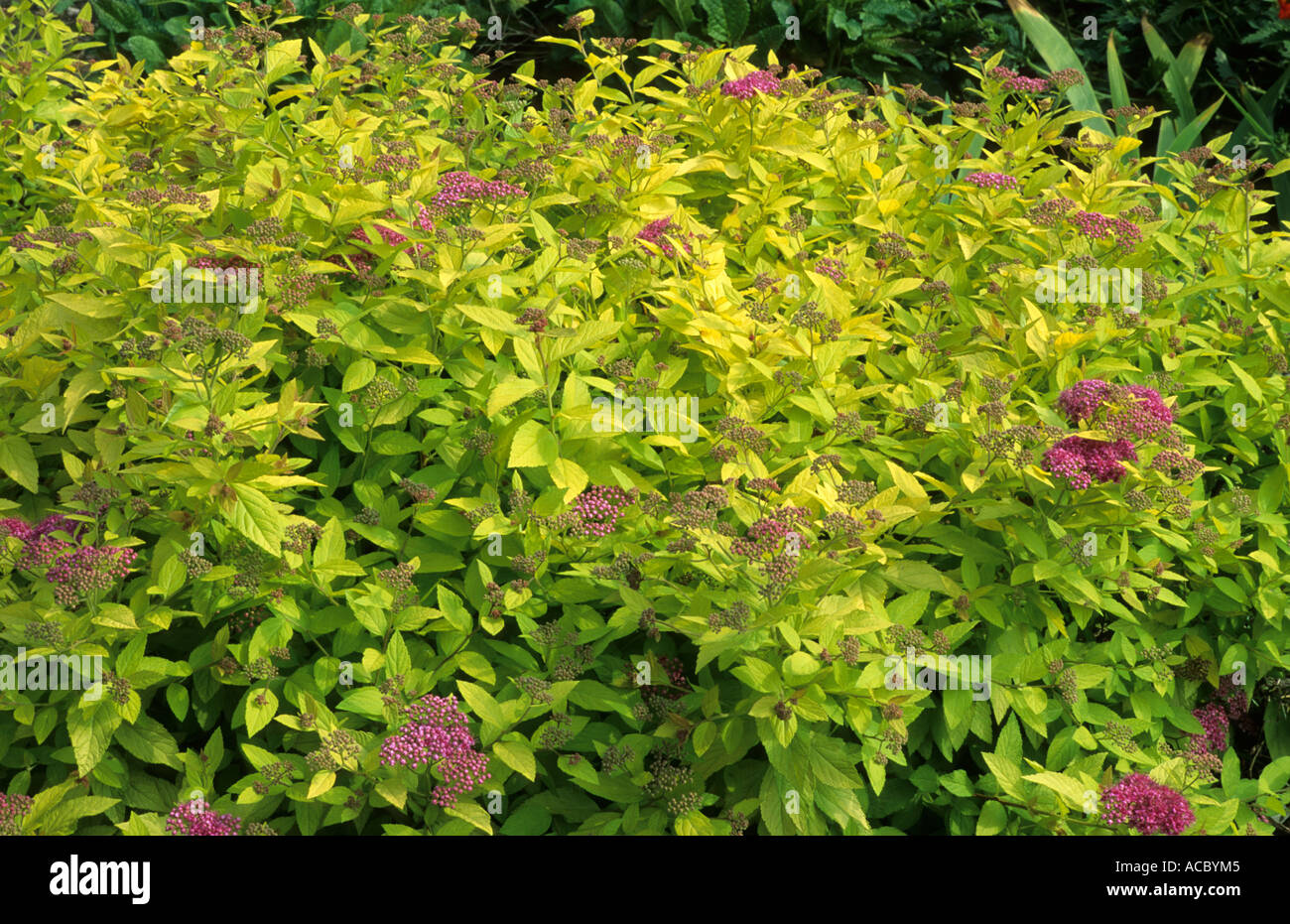 Spirea japonica Goldflame Stock Photo - Alamy