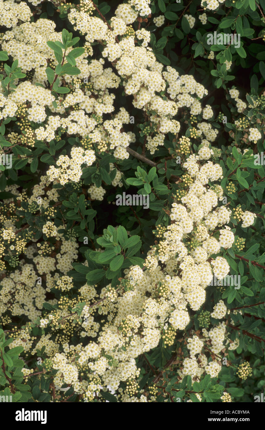 Snowmound spirea hi-res stock photography and images - Alamy