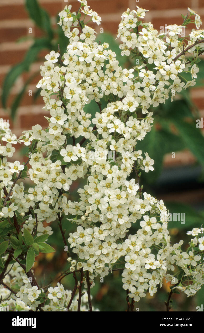 Spirea x cinerea grefsheim hi-res stock photography and images - Alamy