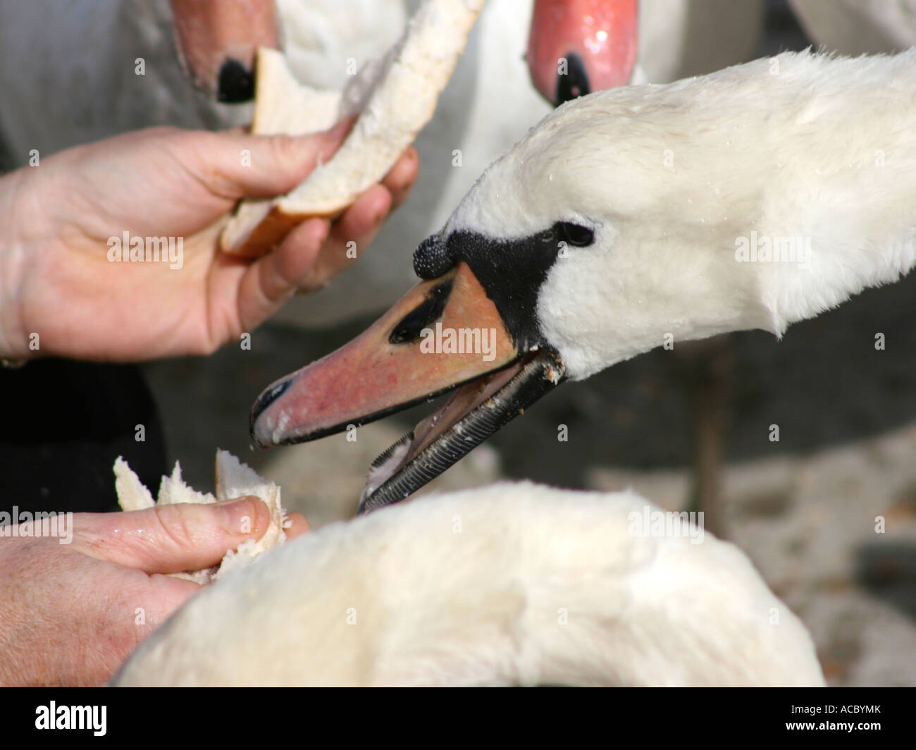 Hand swan hi-res stock photography and images - Alamy
