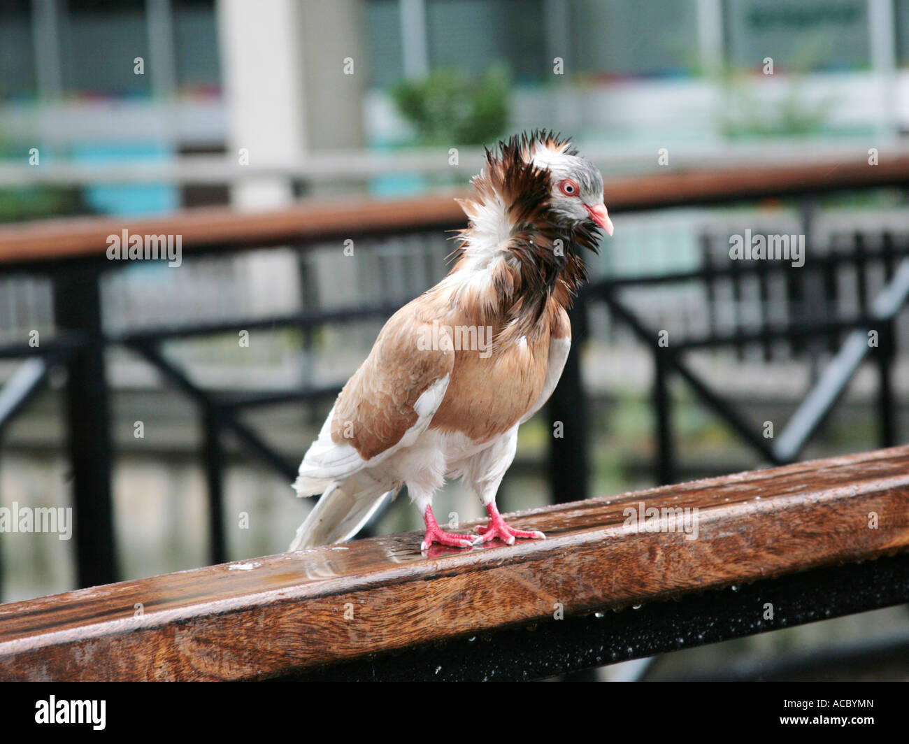 A fancy pigeon with a large ruff around the neck Stock Photo - Alamy