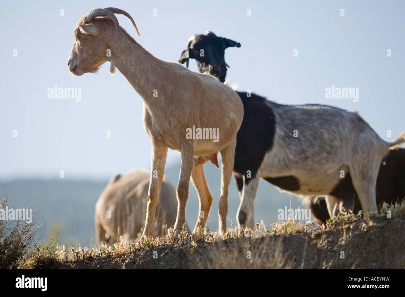 Goats Las Alpujarras Andalucia Spain Stock Photo - Alamy