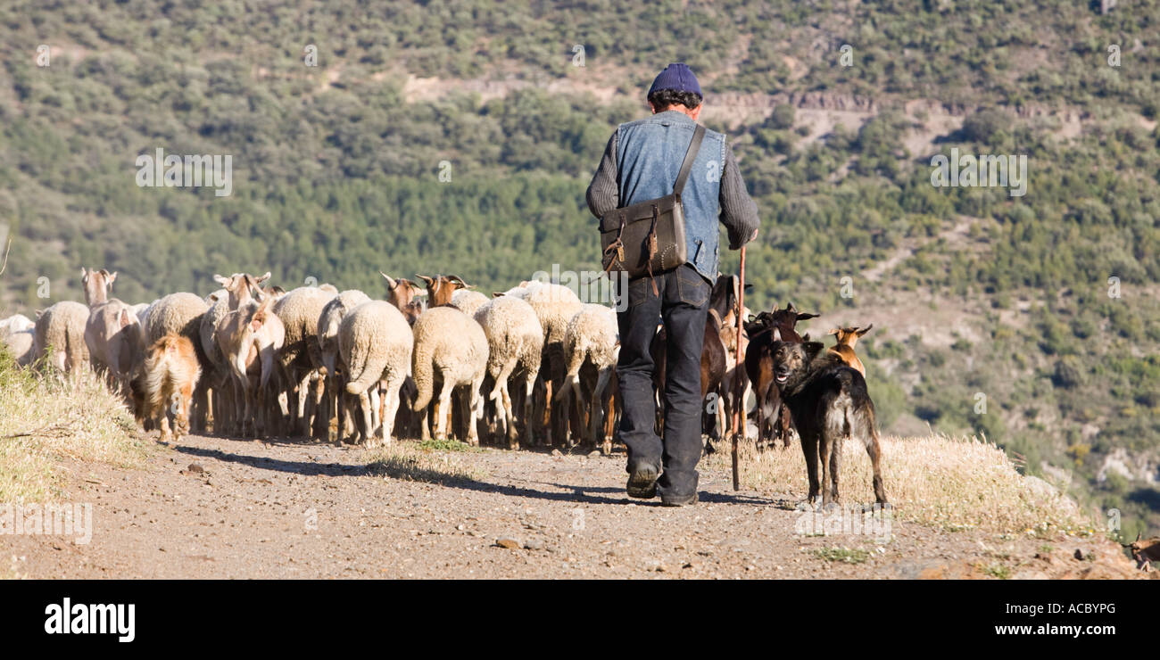 Shepherd with his flock Stock Photo - Alamy