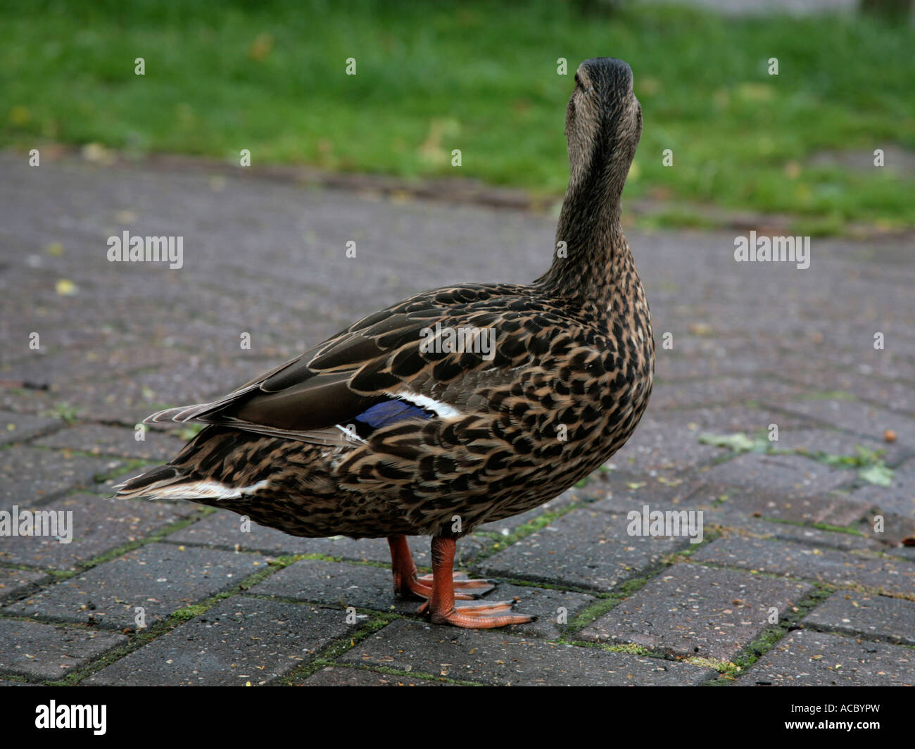 A female mallard looking at the grass Stock Photo - Alamy