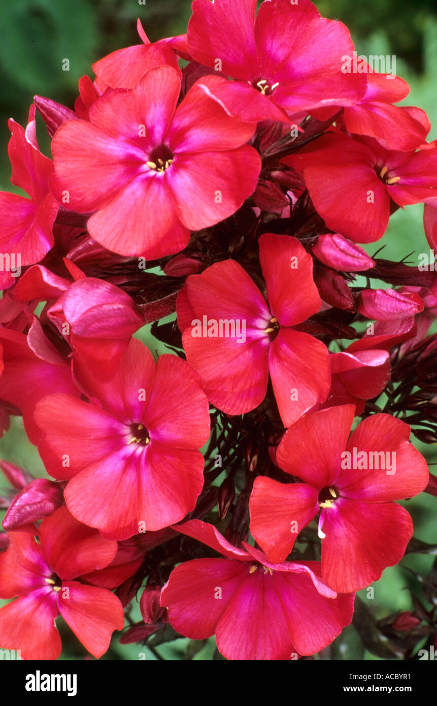 Phlox paniculata 'Starfire' , red flower, garden plant Stock Photo - Alamy