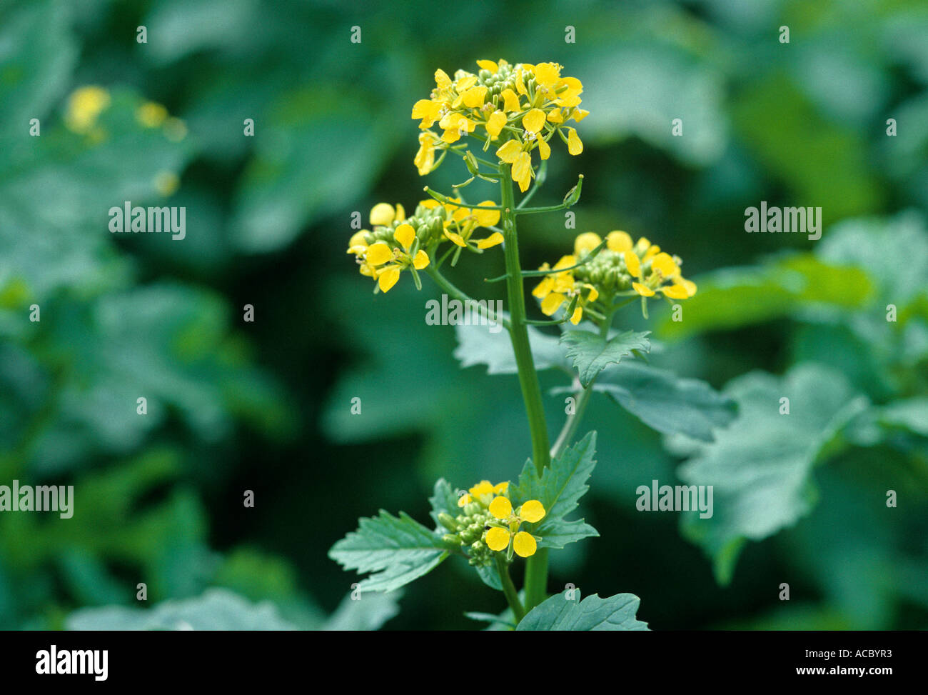 leaves of herb and medicinal plant white mustard Sinapis alba Stock ...