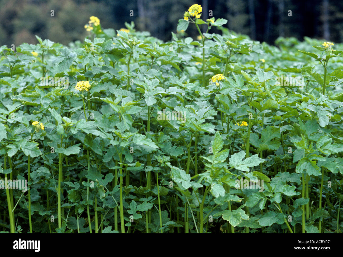 Sinapis alba bloom hi-res stock photography and images - Alamy