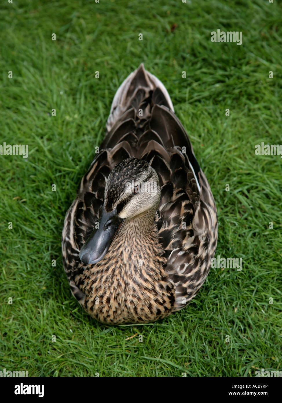 A female mallard sitting on the grass Stock Photo - Alamy