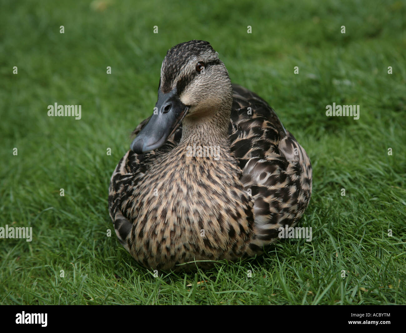 A female mallard sitting on the grass Stock Photo - Alamy
