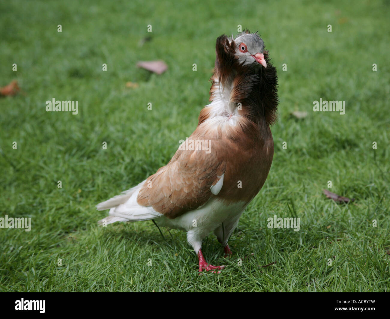 Fancy pigeon large ruff around hi-res stock photography and images - Alamy