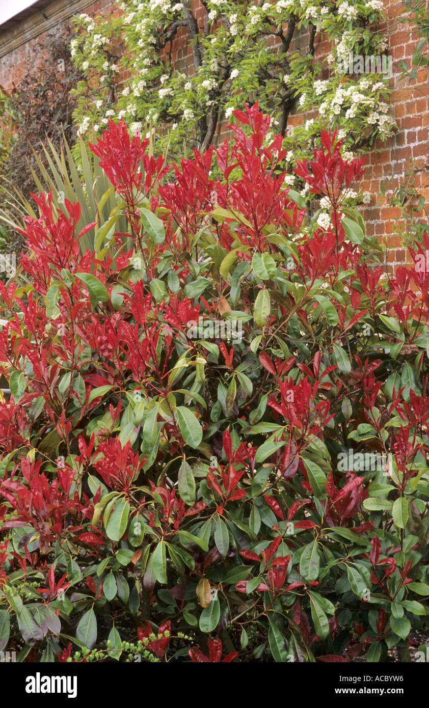 Photinia Fraseri Robusta Compacta Cheap Outlet | www.oceanproperty.co.th