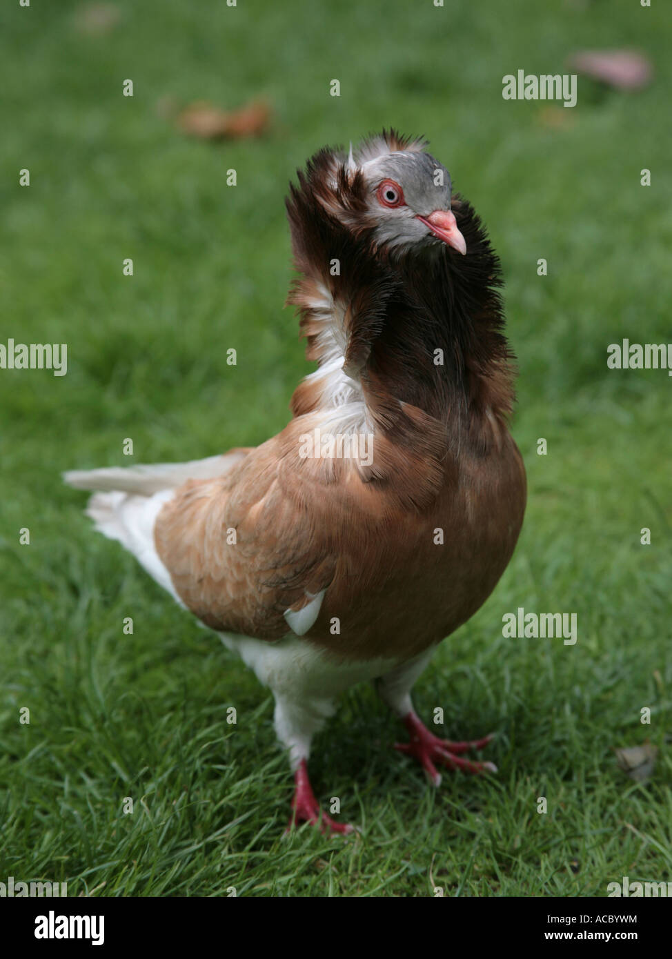 A fancy pigeon with a large ruff around the neck Stock Photo - Alamy