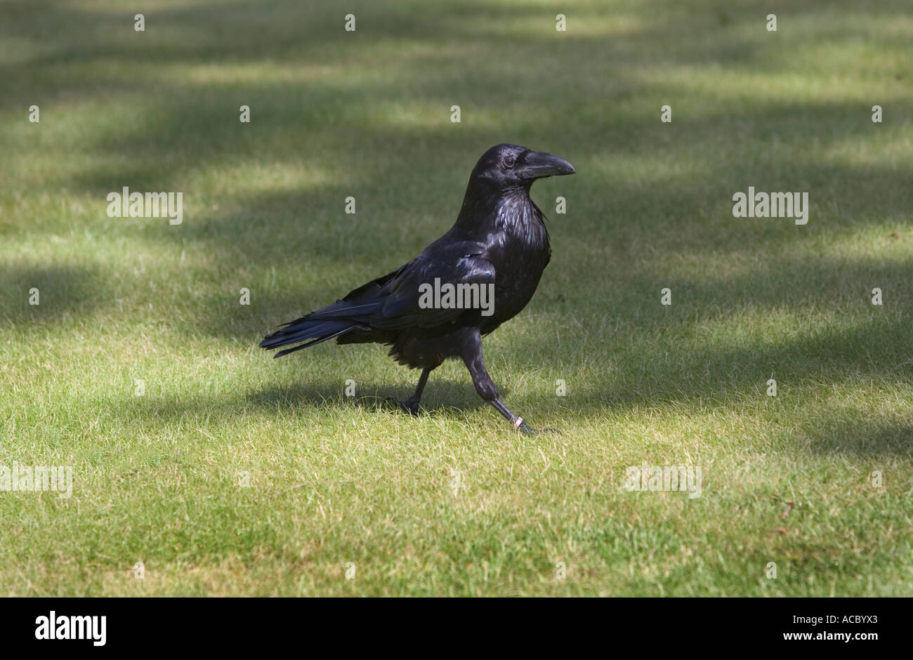 Raven at Tower of London walking on lawn Stock Photo - Alamy