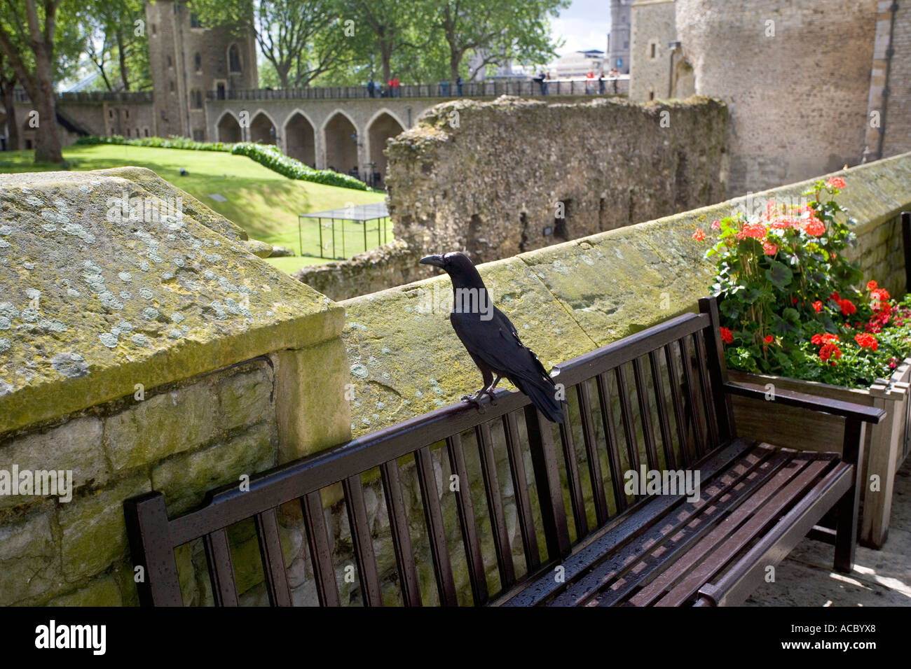 Raven at the Tower of London with Stock Photo - Alamy