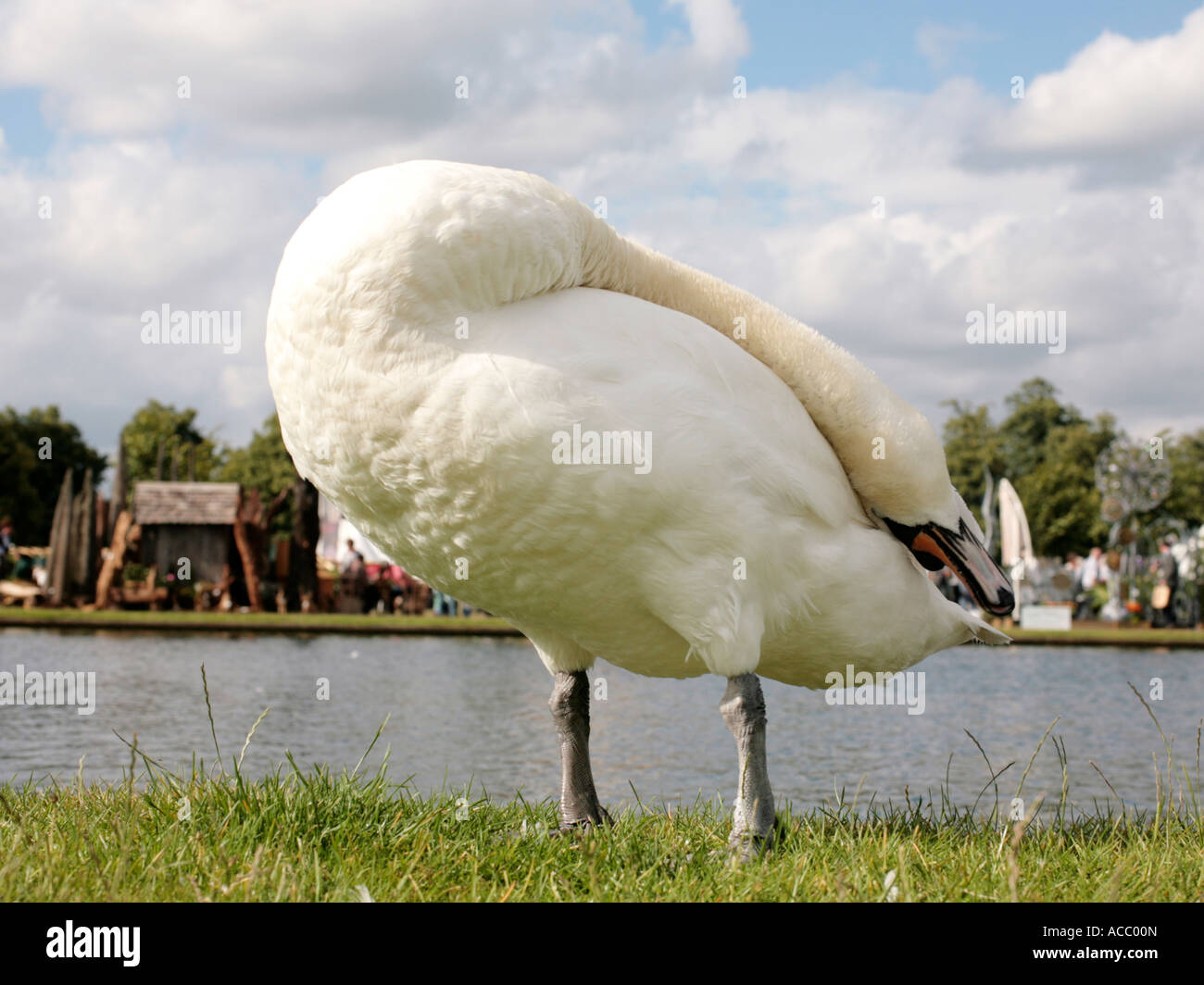 A white swan stretching his neck and sticking his neck out Stock Photo ...