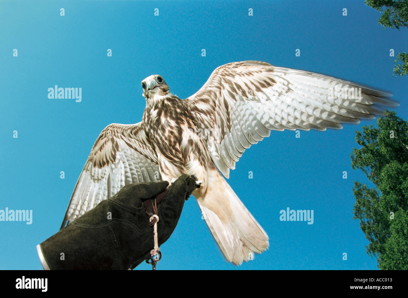 The gay falcon hi-res stock photography and images - Alamy