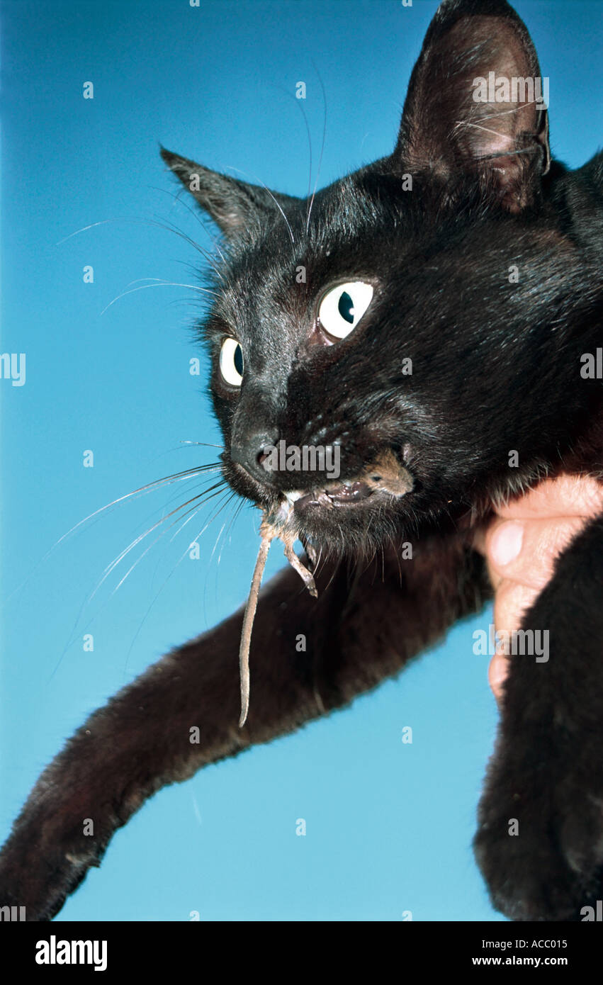 A cat has bitten to death a mouse Stock Photo - Alamy