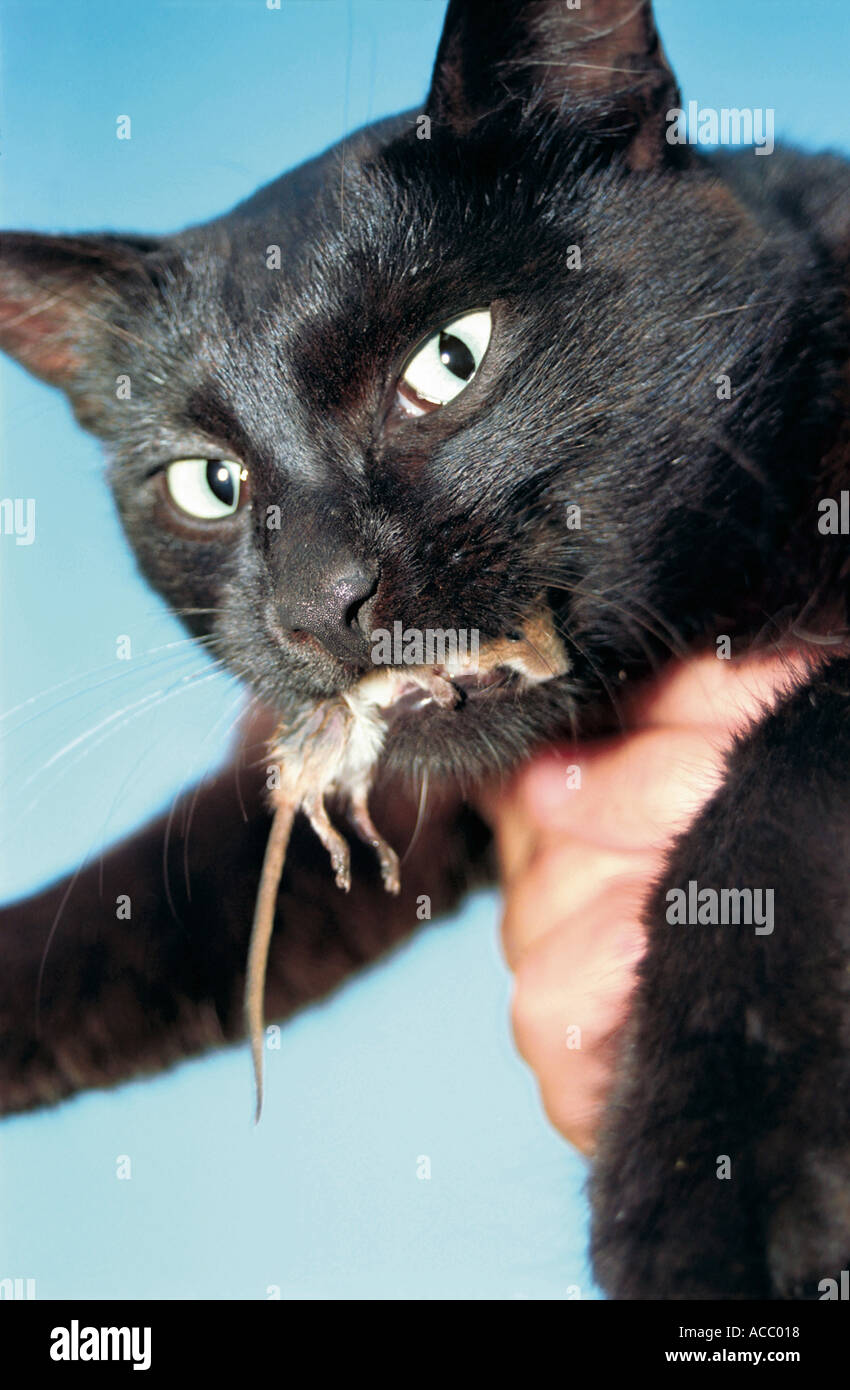 Shaggy mouse hi-res stock photography and images - Alamy