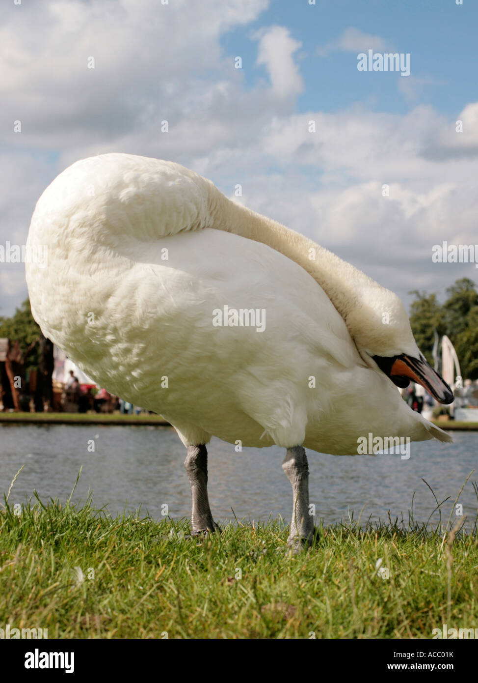 A white swan stretching his neck and sticking his neck out Stock Photo ...