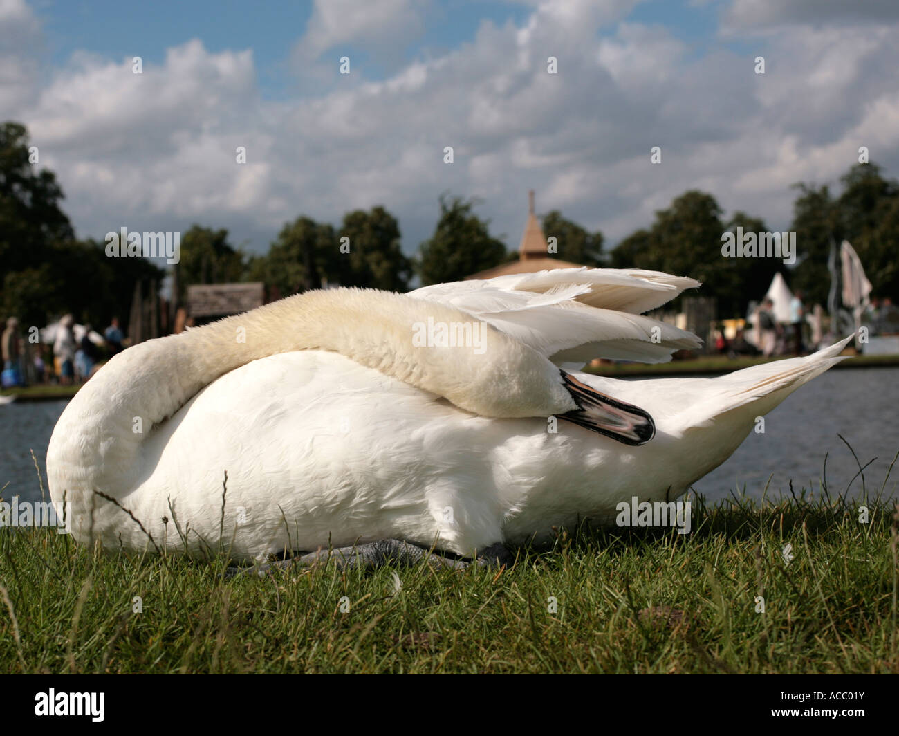 A white swan stretching his neck and sticking his neck out Stock Photo ...