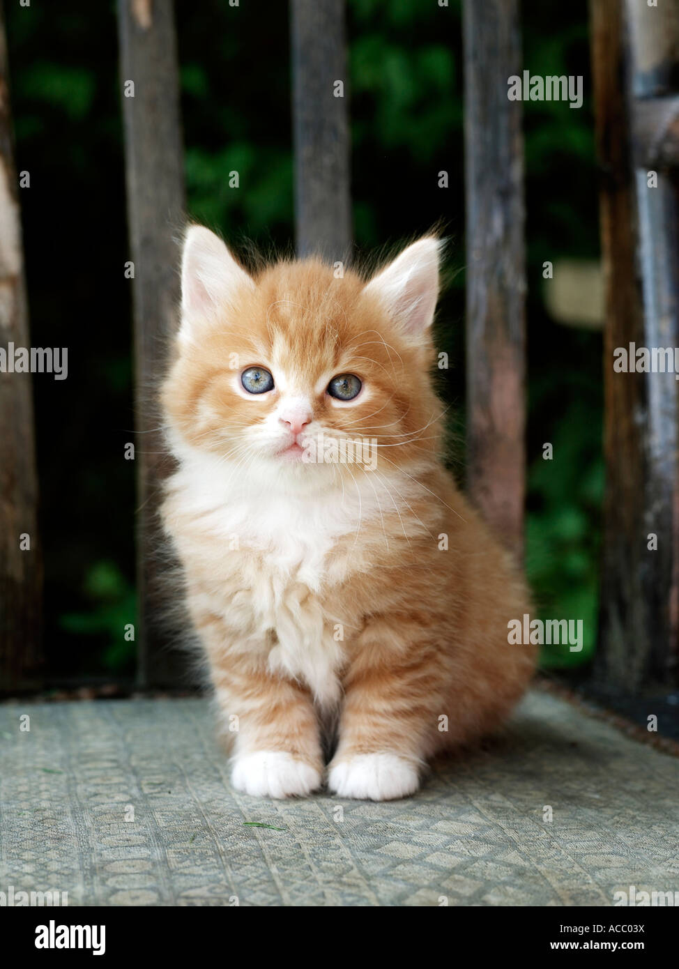 A small ginger and white kitten sitting on a chair Stock Photo - Alamy