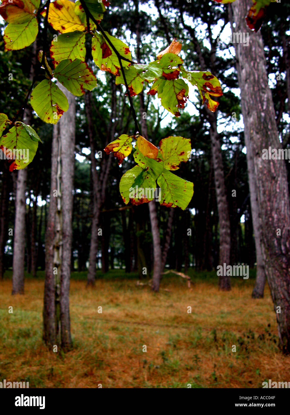Birch leaves, Phoenix Park, Dublin, Republic of Ireland, Europe ...