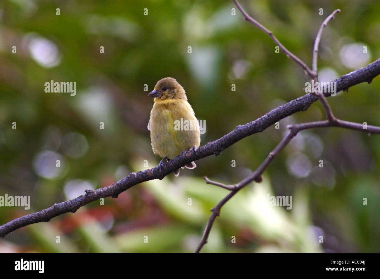 juvenile, canary (Serinus Canarius), Sachica, Boyacá, Colombia, South ...