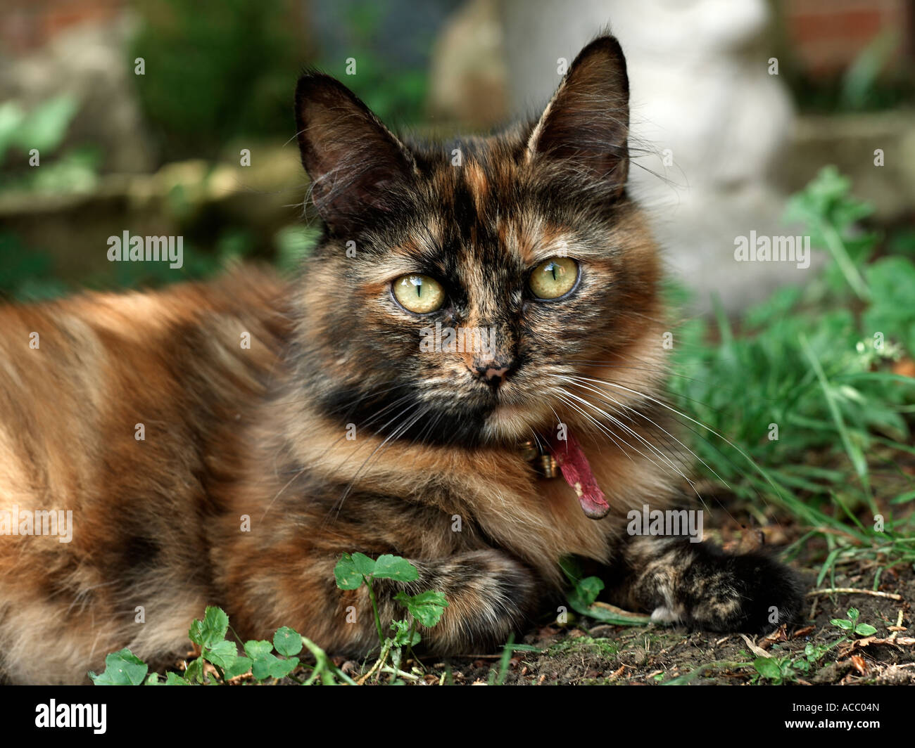 A tabby adult female cat sitting on the grass Stock Photo - Alamy