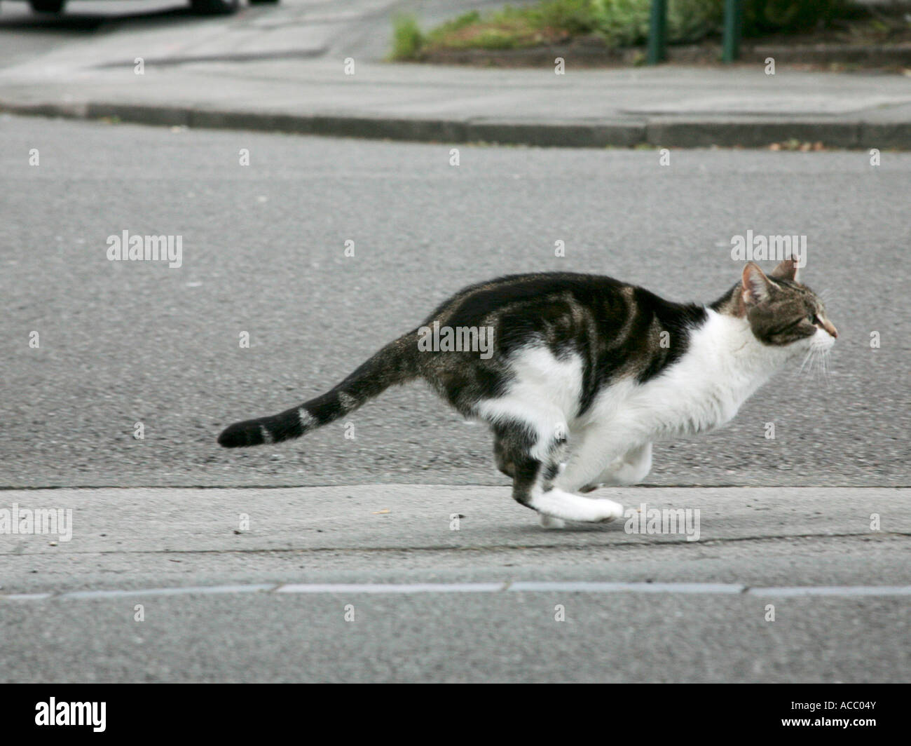 Scared cat running hi-res stock photography and images - Alamy