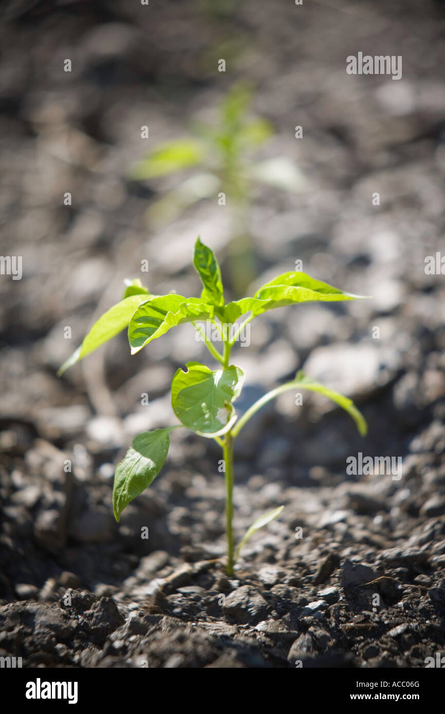 Green pepper capsicum seedling Stock Photo - Alamy