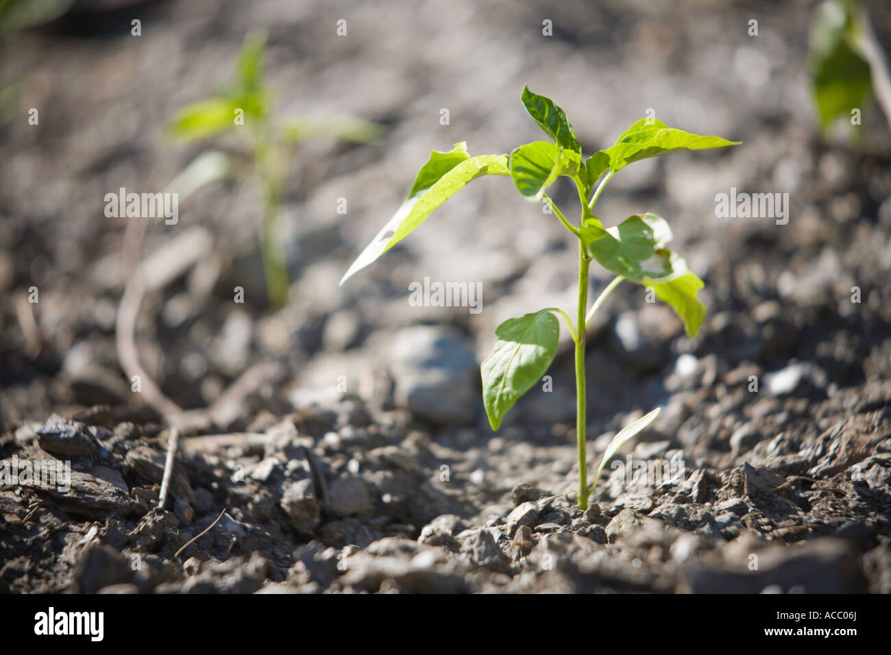 Green pepper capsicum seedling Stock Photo - Alamy