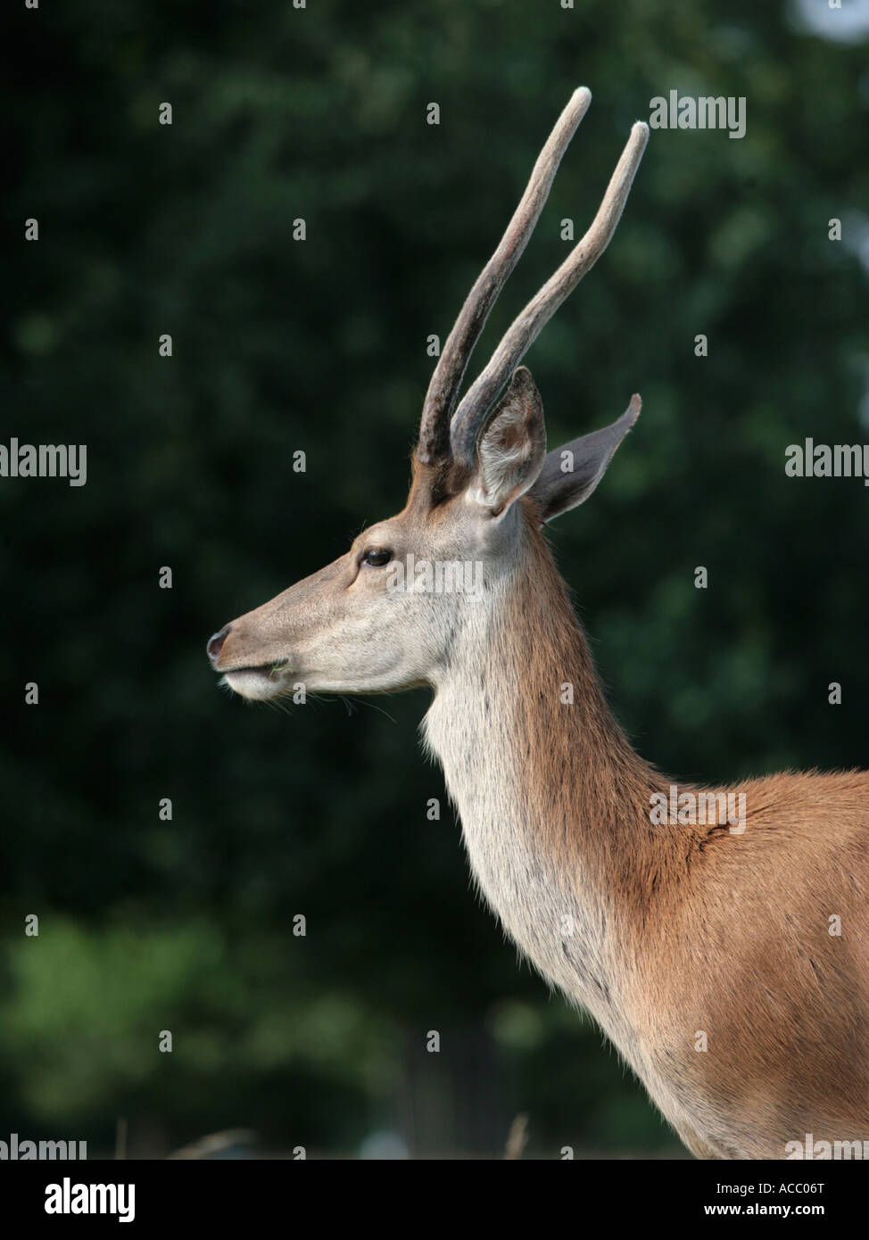 The head and profile of a red deer, in Bushey Park Stock Photo - Alamy
